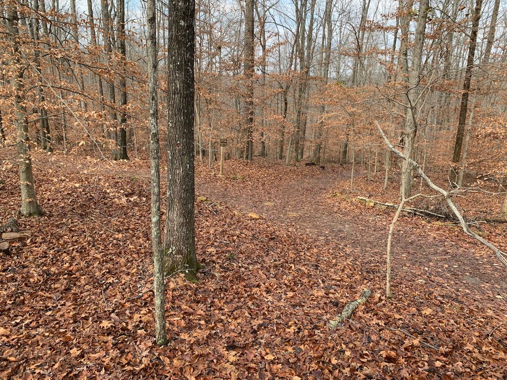 Timberland Park - Trail Review